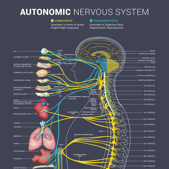 Autonomic Nervous System Example